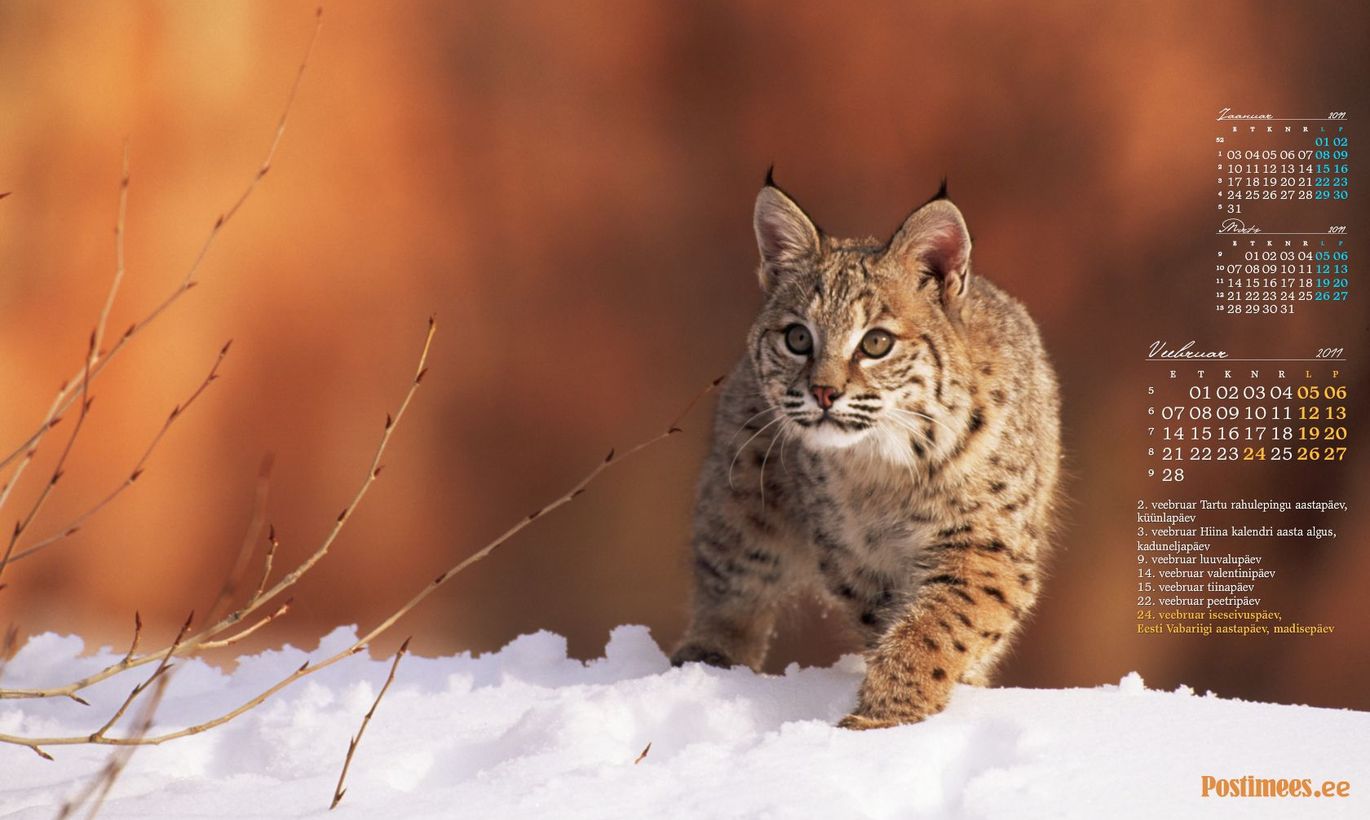 Veebruari kalender - Postimees: Värsked uudised Eestist ja välismaalt