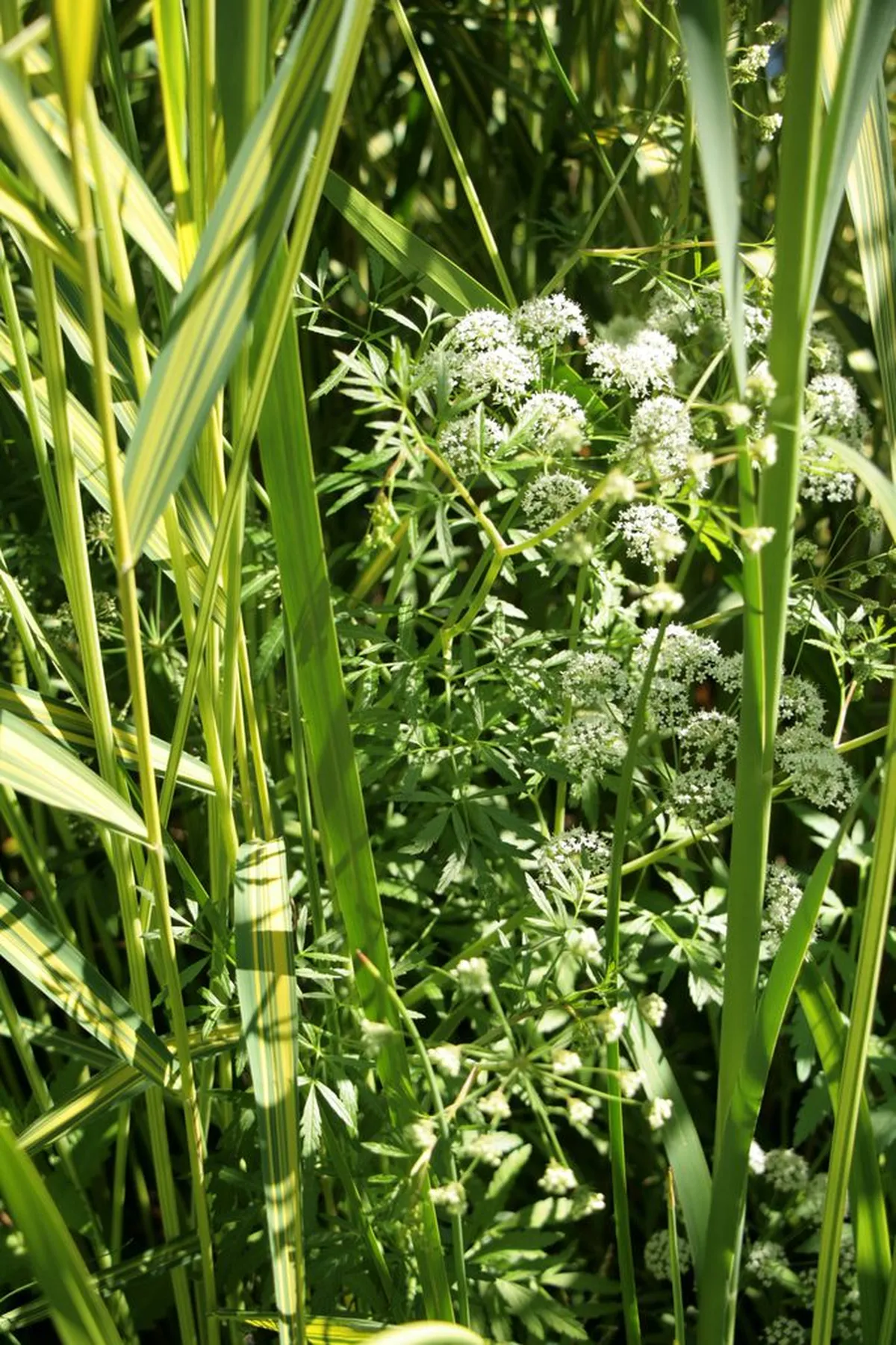 Atbildīga un droša vainagu pīšana: ko iepīt un ko neskart