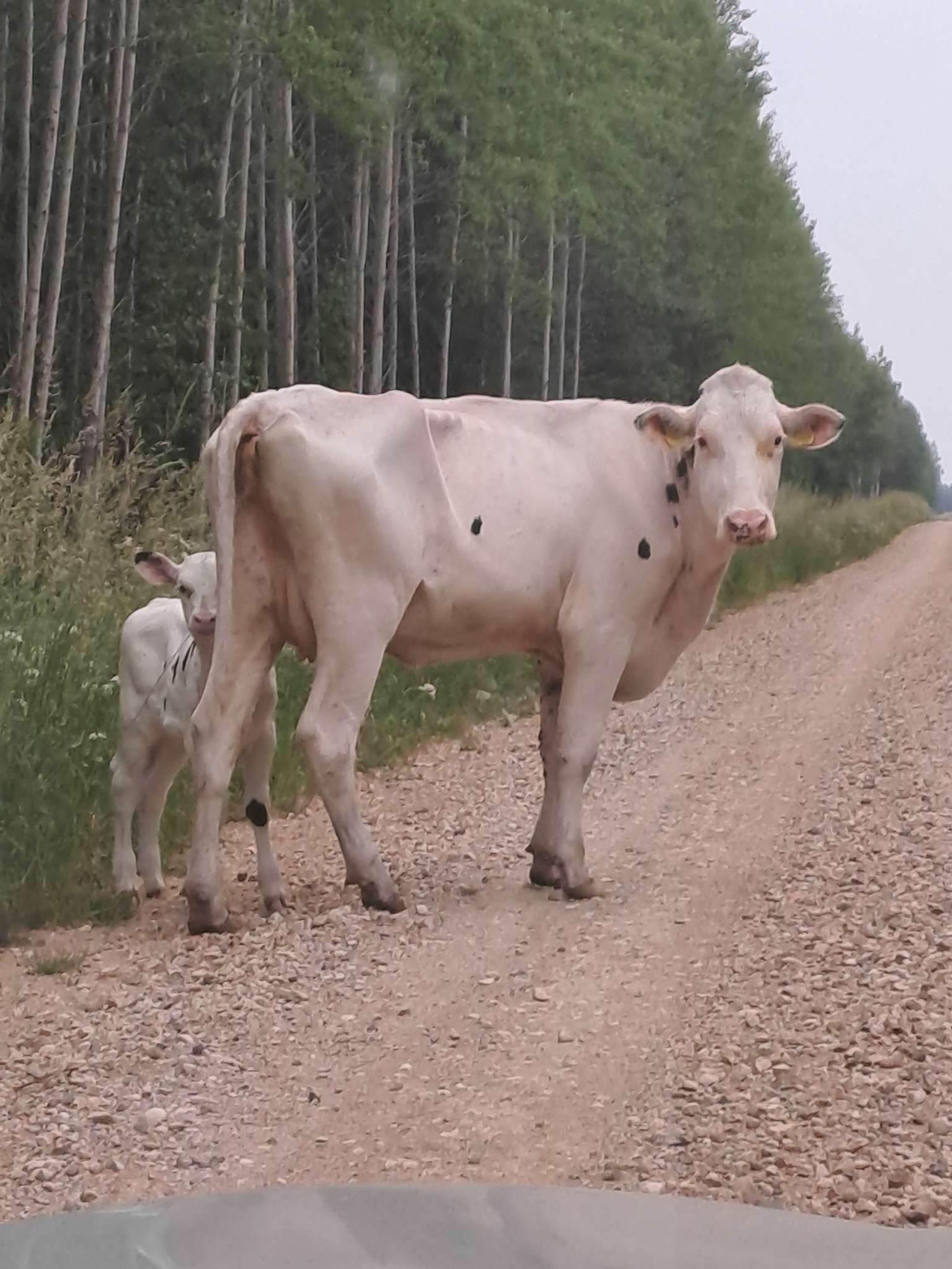 Pärnumaal seigelnud valge lehm ja vasikas lasti maha