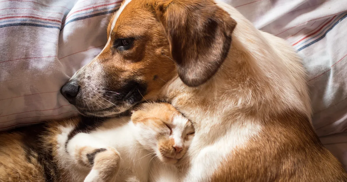 Loe, kuidas võib tervisele mõjuda koera või kassiga samas ruumis magamine