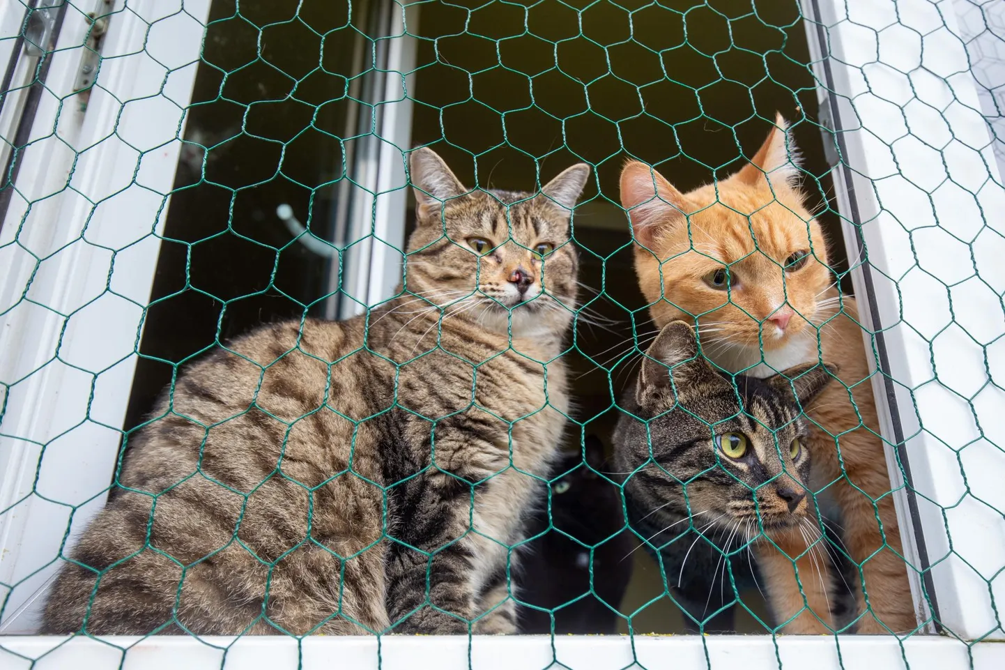 Kas seadusemuudatus tooks kaasa veelgi enamate lemmikloomade hukkamise?