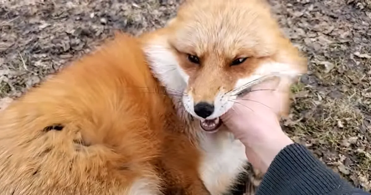 Eeloleval nädalal toimub metsloomade marutaudivastane vaktsineerimine