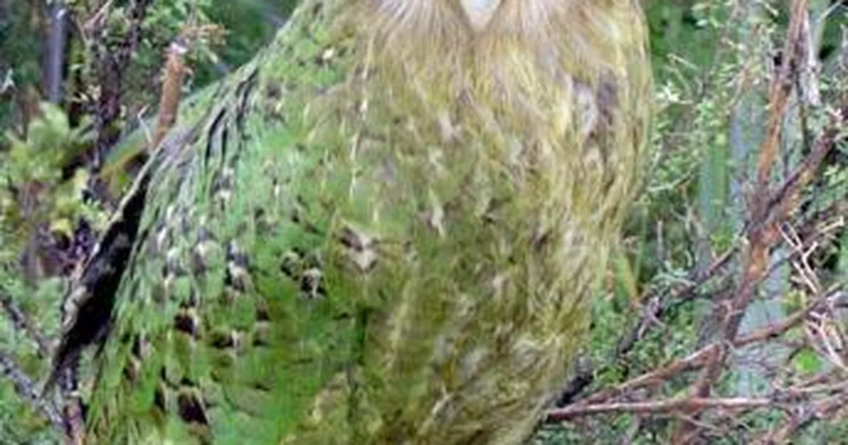 Šokeeriv avastus – näib, et ka parasiidid vajavad looduskaitse alla võtmist