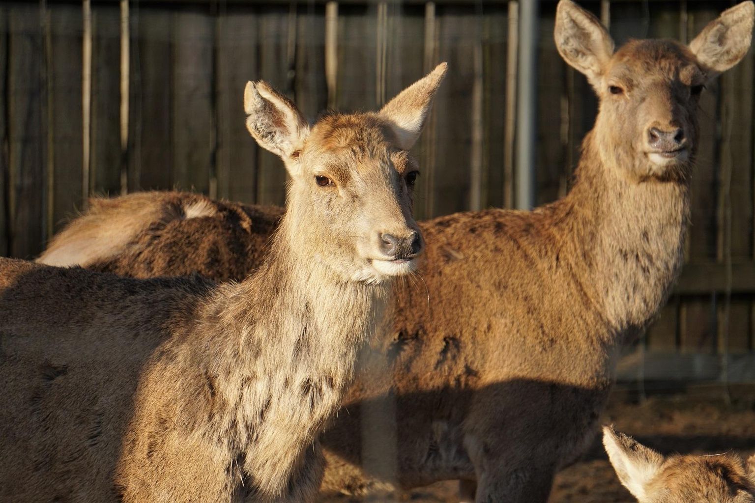 NÄDALA LOOMAAED Veebruaripäike annab juba mõnusalt sooja