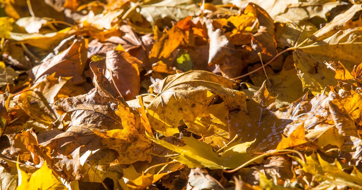 Puulehed ja mädaõunad võib viia tasuta Kudjape jäätmejaama