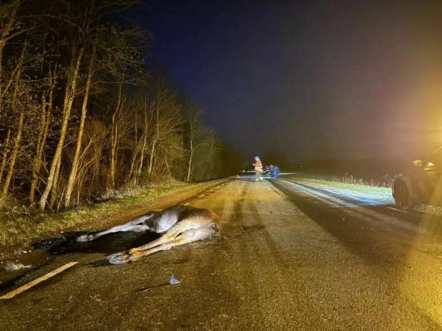 Autoga kokkupõrkes kaotas elu kaks looma