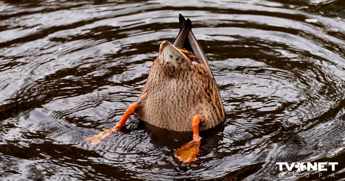 Sestdiena būs apmākusies un vējaina