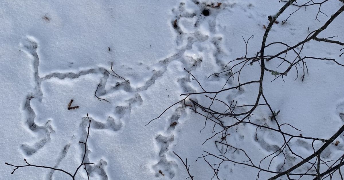 LOODUSKALENDER Talve selgroog saab selle nädalaga murtud