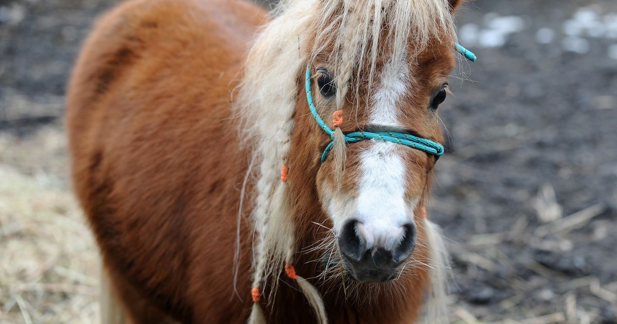 Jabur lugu: USAs tõi reisija lennukisse hobuse - Elu24 - Eesti kõige ...