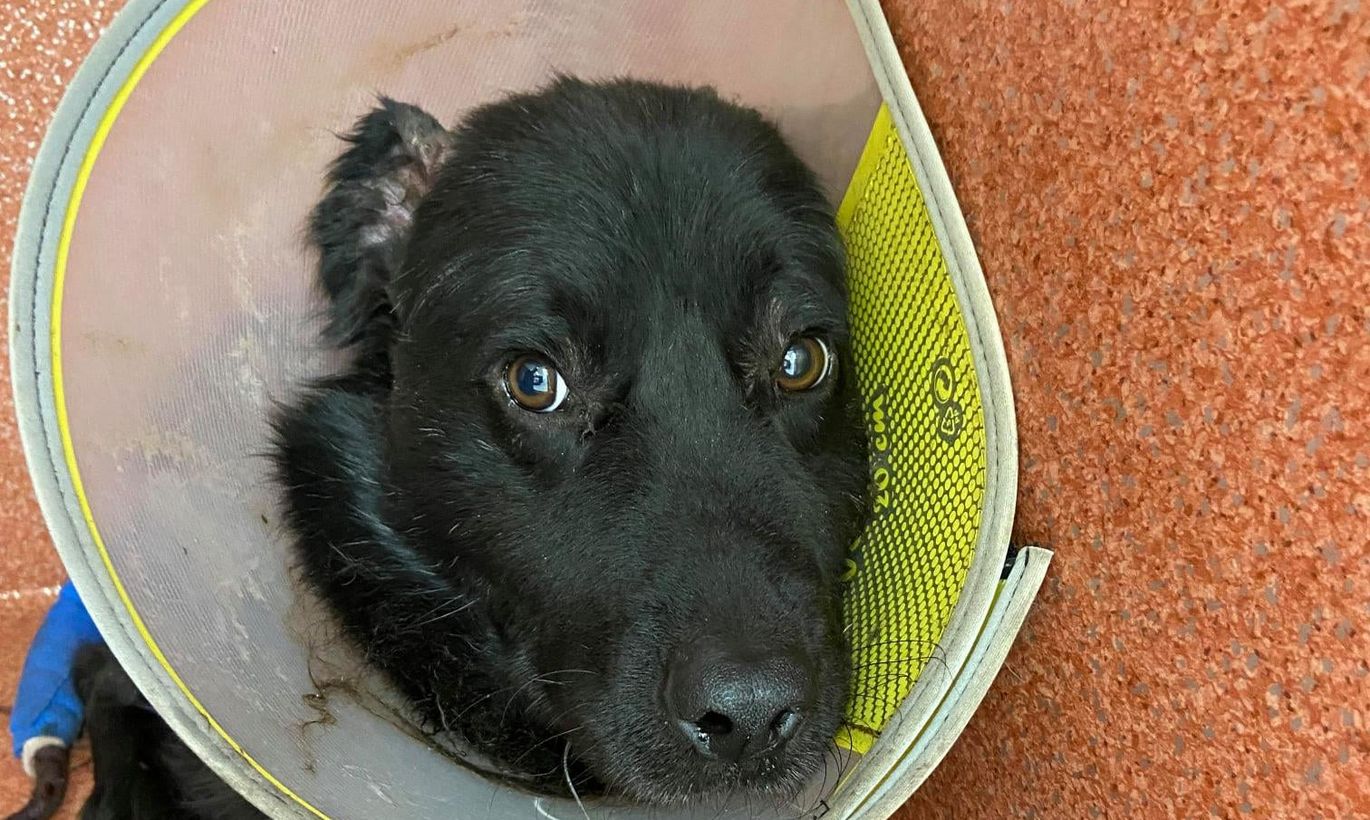 Koer Ruudi sotsialiseerumine osutus arvatust keerulisemaks - Lemmik