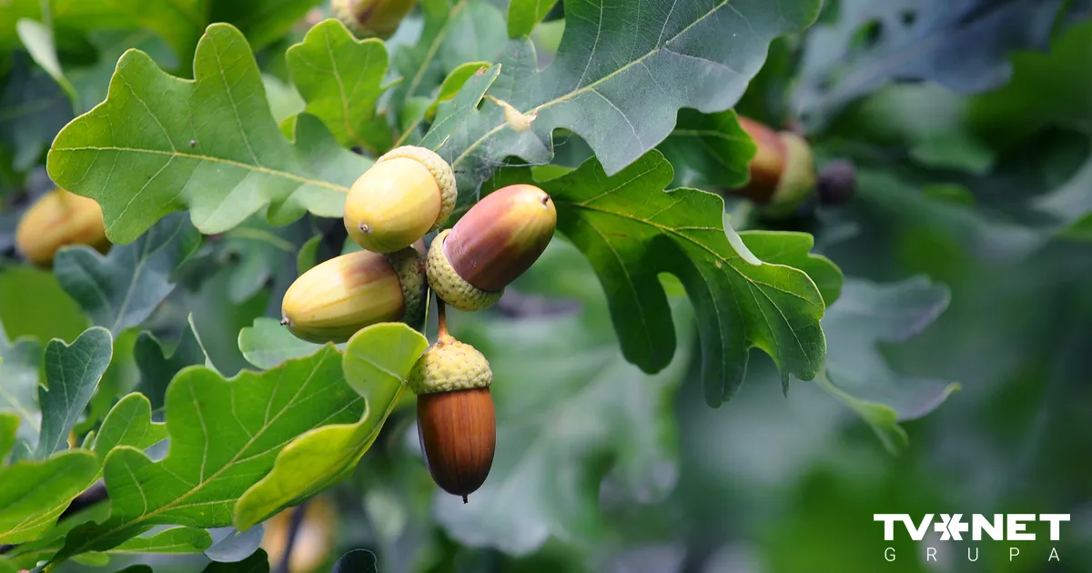 Rīgas zoodārzs aicina bērnus lasīt ozolzīles