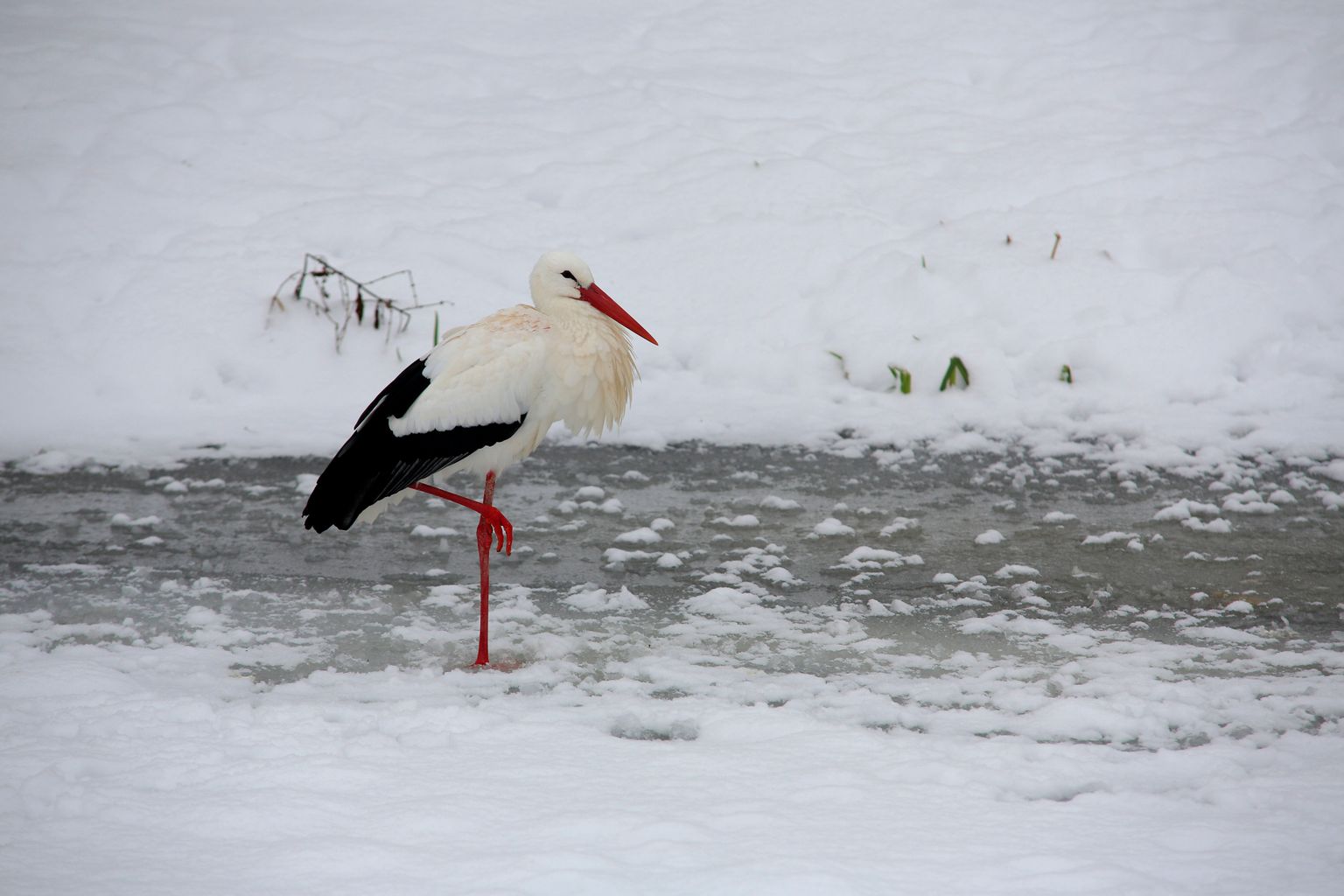 Šogad pirmais baltais stārķis novērots Ogrē