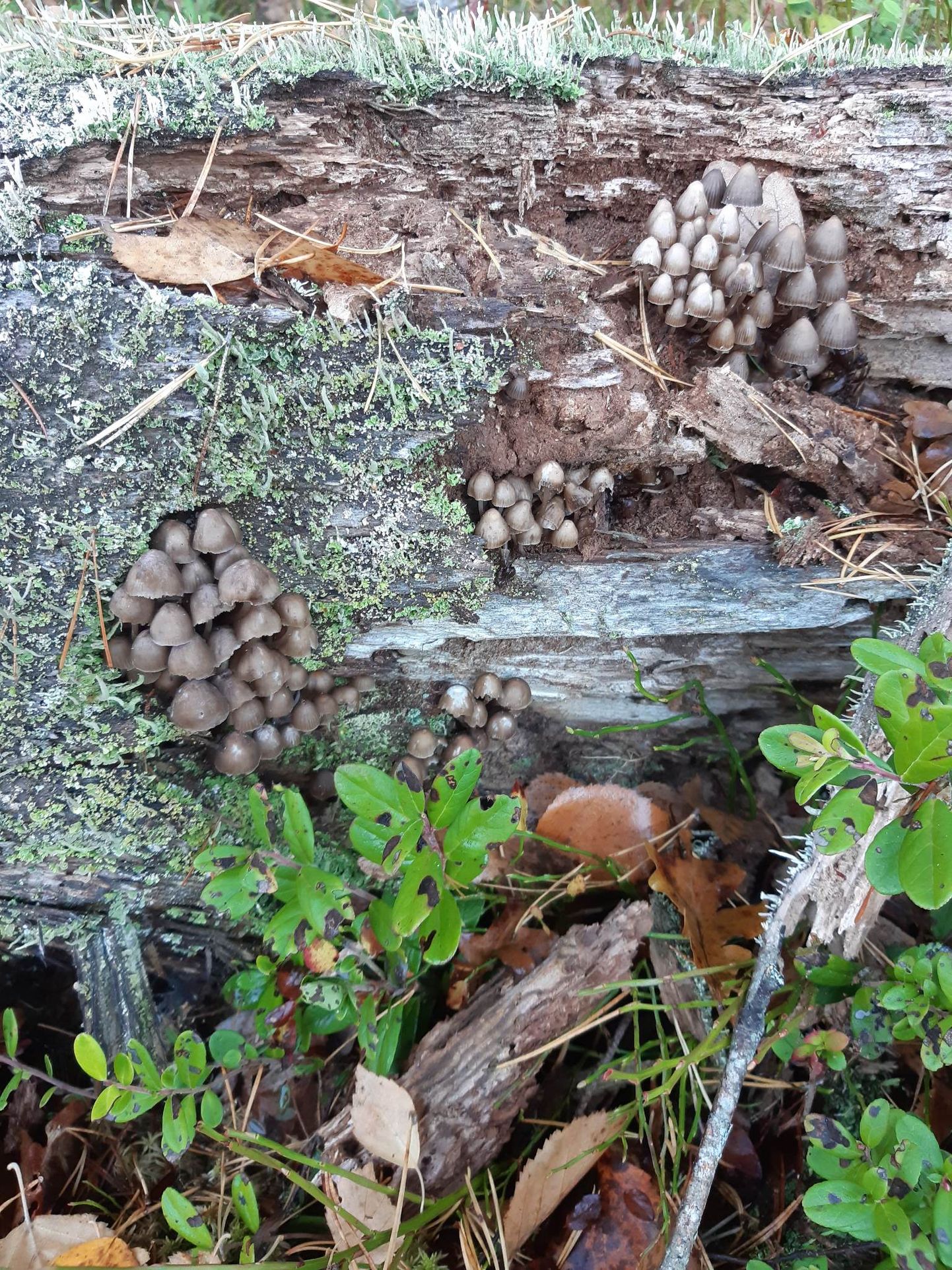 PÄEVAPILT Sügiskompositsioon