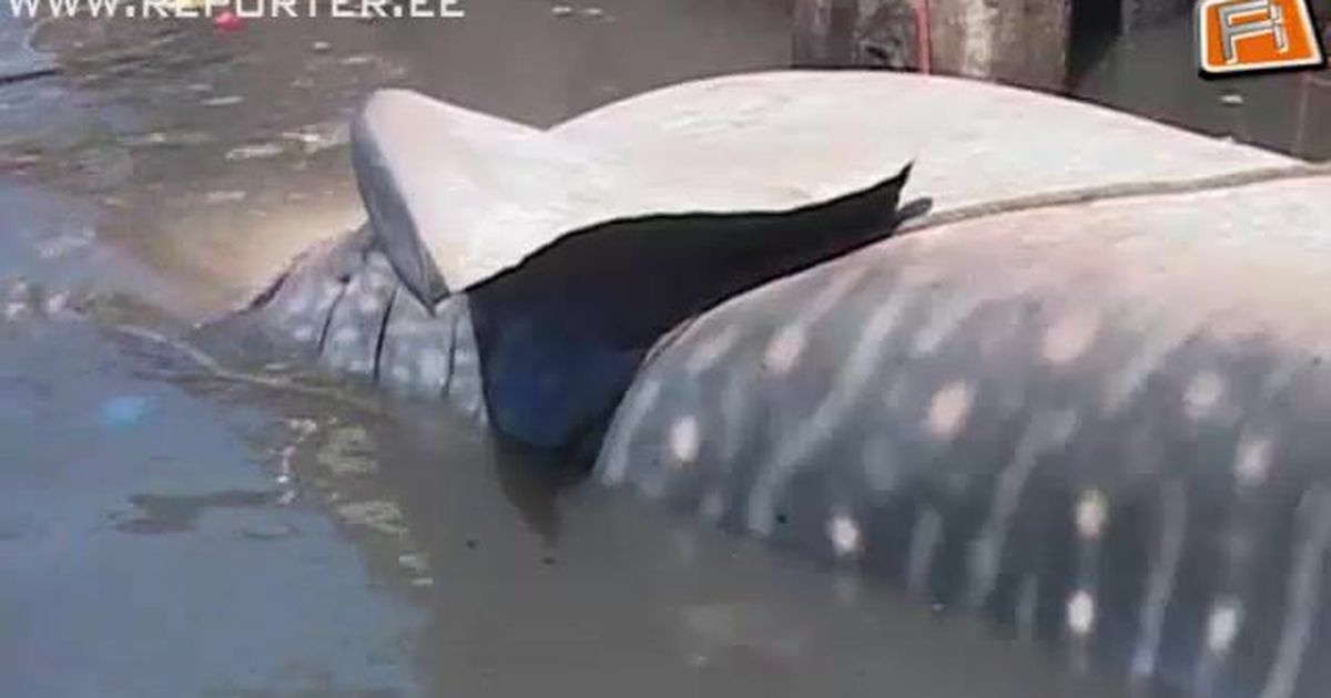 Pakistanis püüti kinni hiiglaslik vaalhai