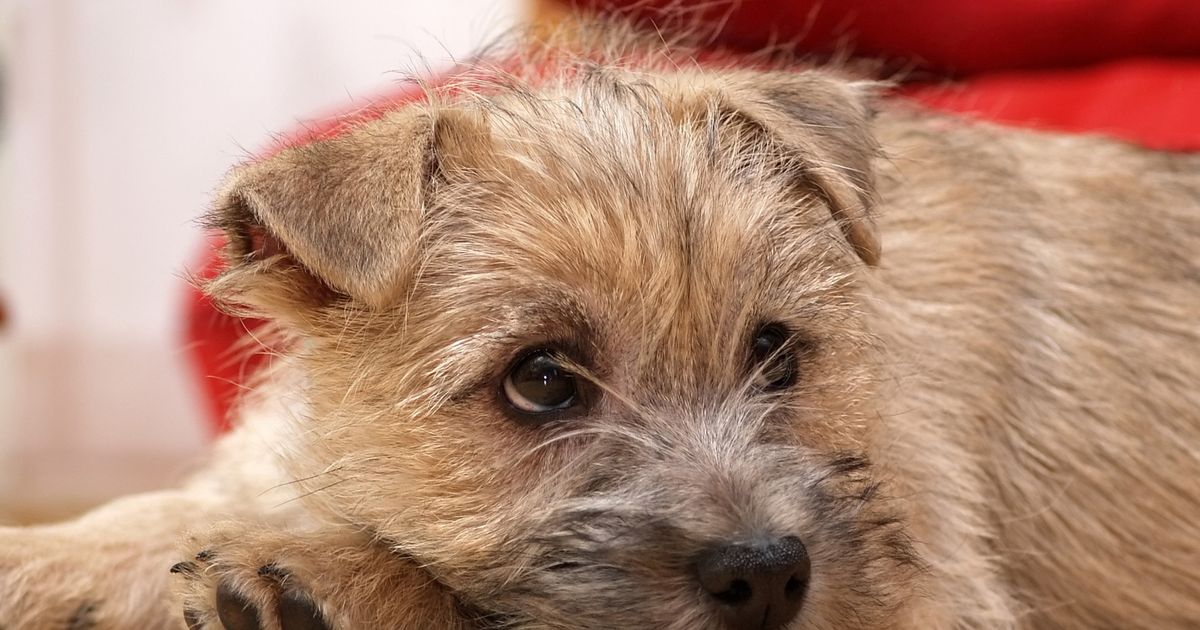 Kinologs: Nekādā gadījumā salūta laikā neatstājiet suni vienu pašu ...