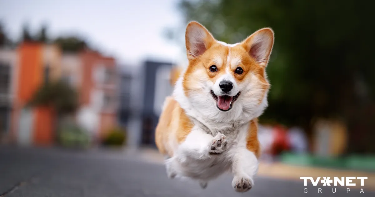 VIDEO Korgiju pastaiga pulcē rekordlielu dalībnieku skaitu