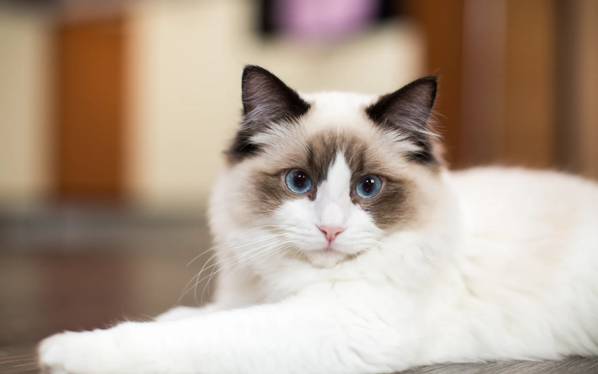 6 kassitõugu, kellel on kõige parem tervis ja pikem eluiga