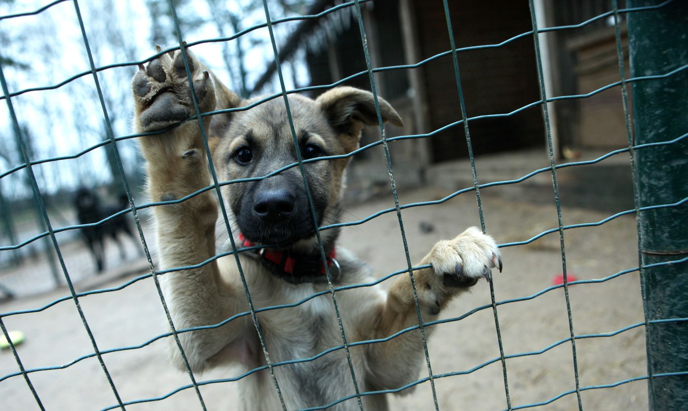 Dzīvnieku patversme "Ulubele" lūdz sabiedrības palīdzību - Latvijā ...