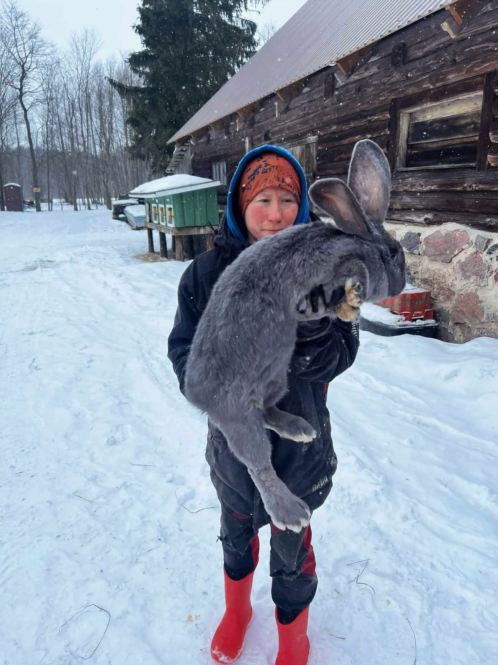 FOTOD Hiiglaslik küülikubeebi rabab oma suurusega ja käitub nagu koer ...