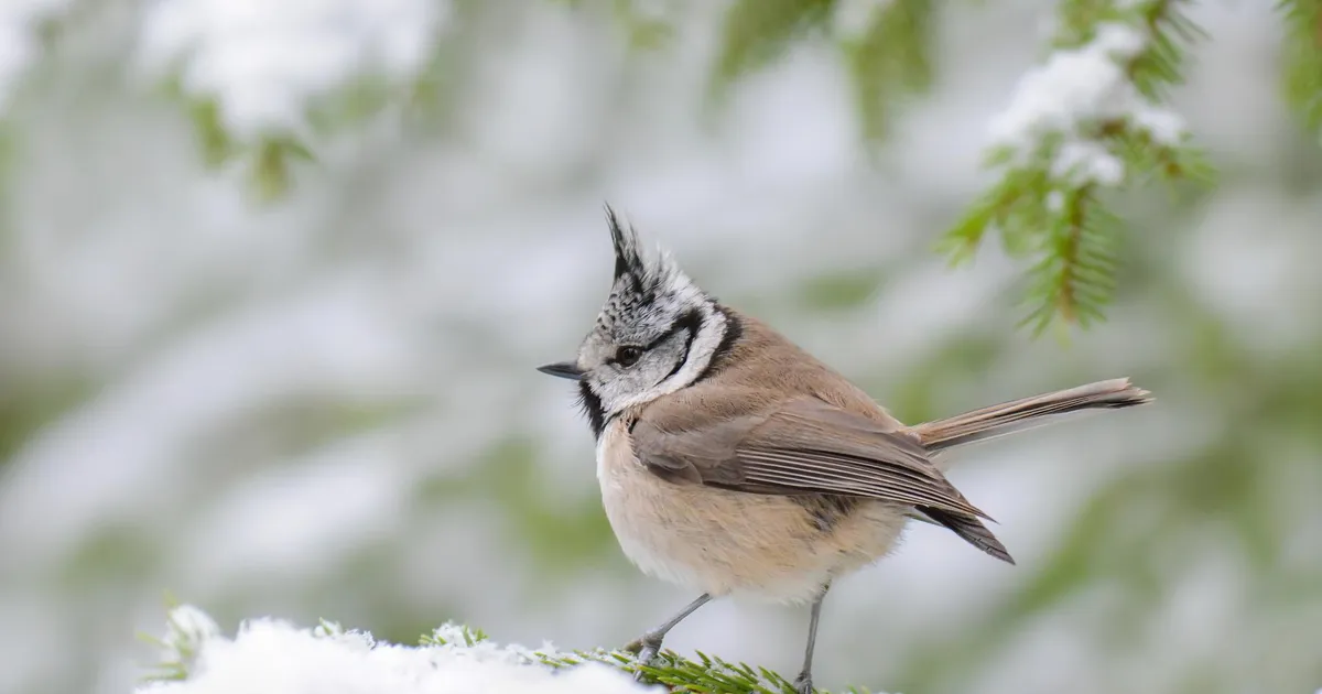 Nädala lind: tutt-tihane