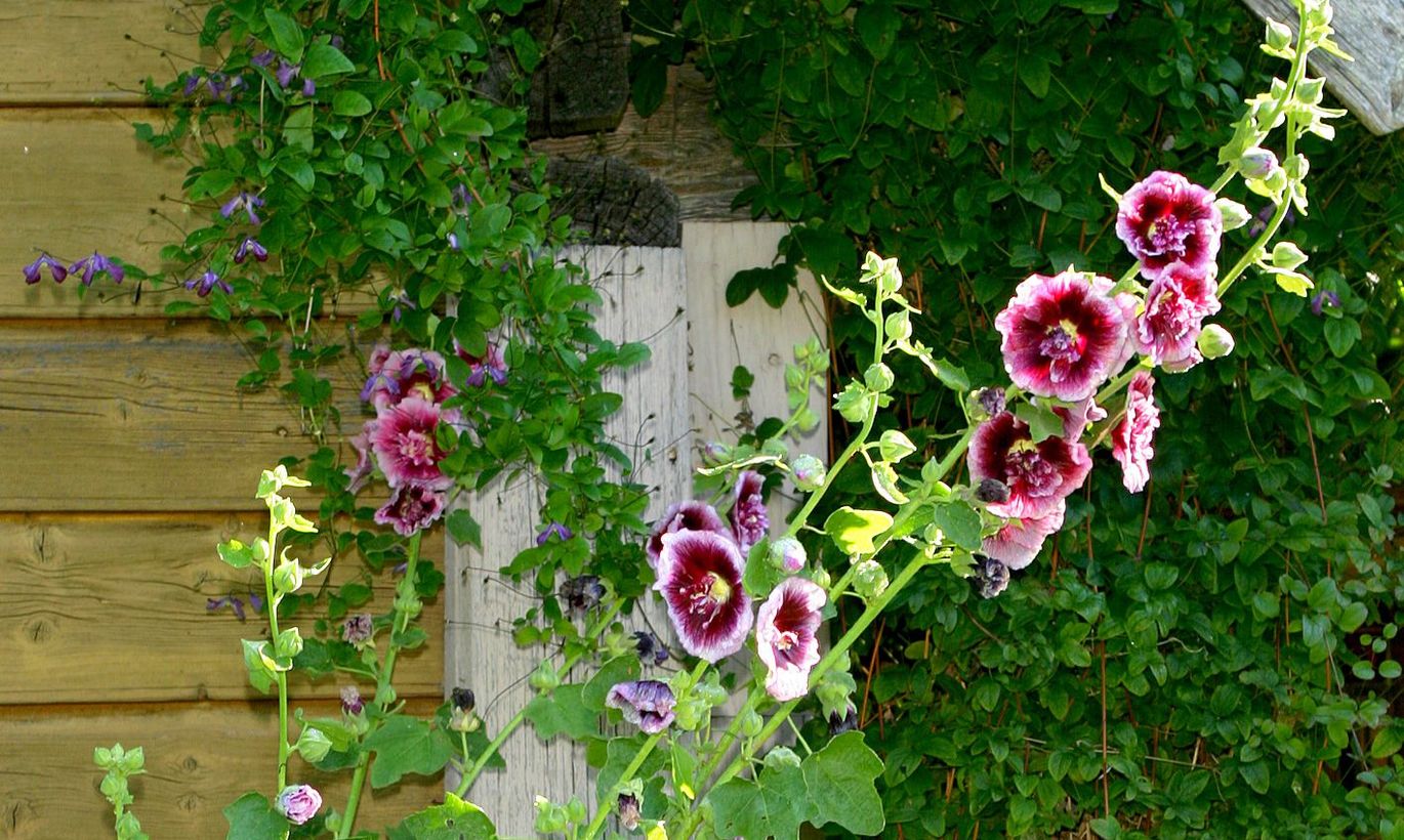 Tokkroos kasvatab taskuräti mõõtu alal üle 100 õie - Aed - Maa Elu