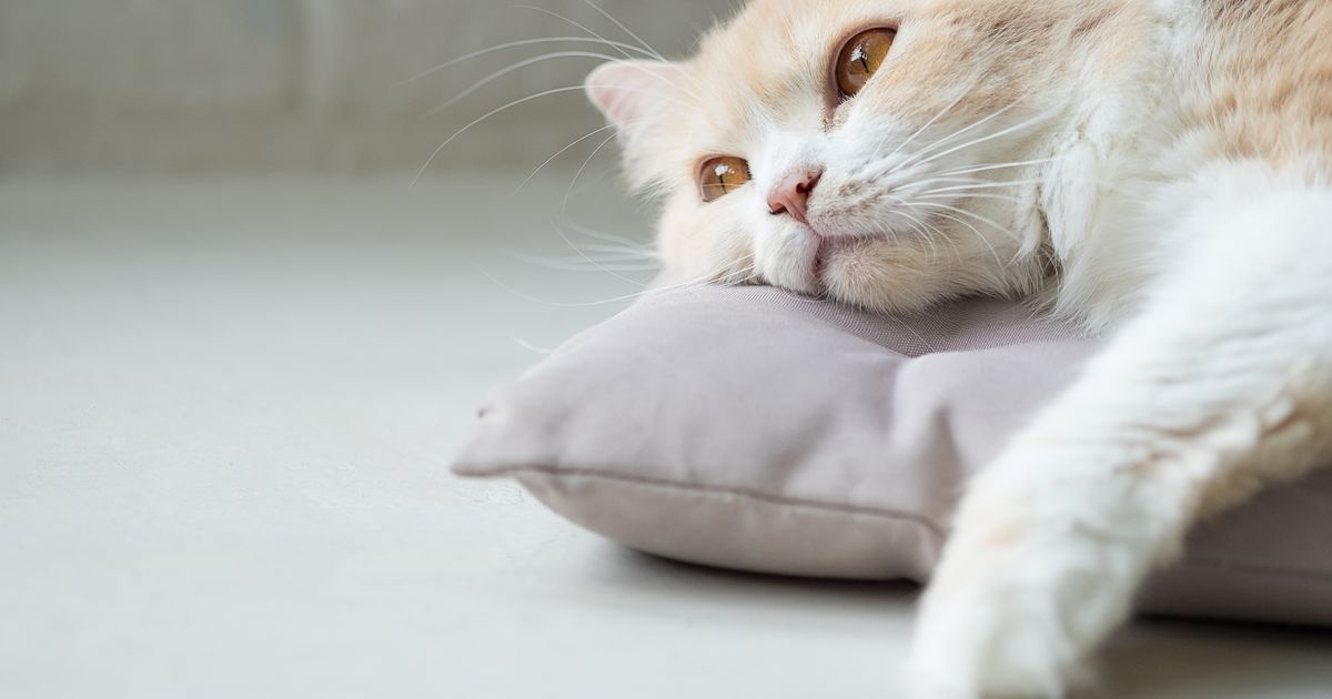 Ekspert selgitab: kas kassid nutavad? Kuidas aru saada, et kassil on ...