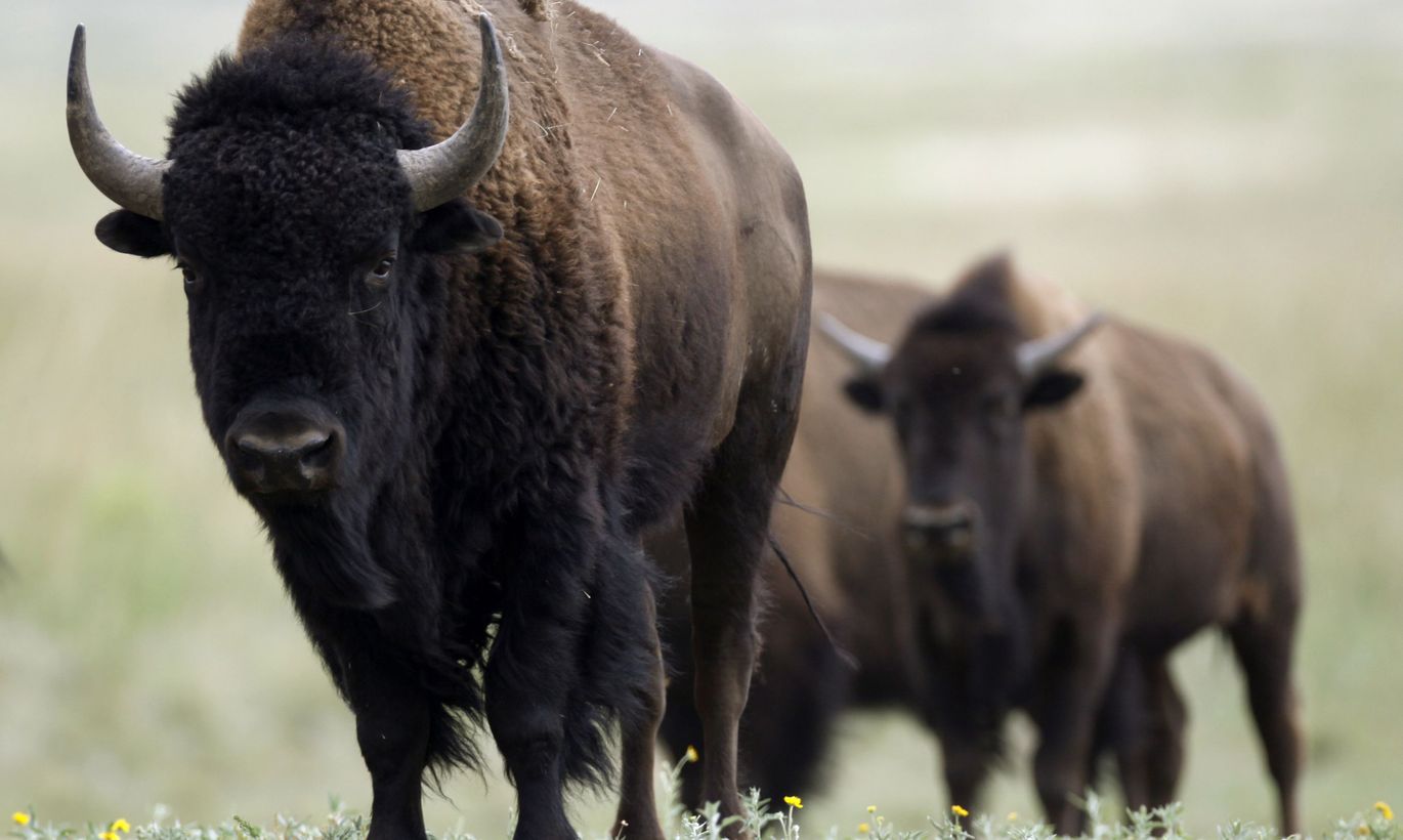 Video: USA sai oma rahvusimetaja, kelleks on piison - Maailm - Postimees.ee