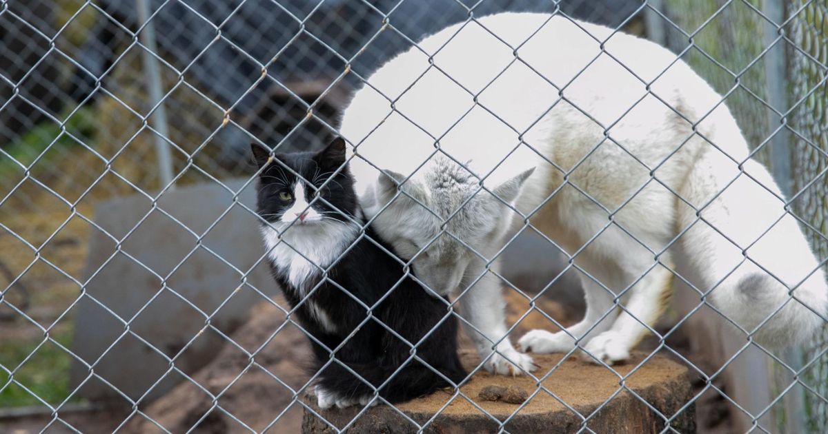 Savaldumas sõbrustavad kass ja rebane