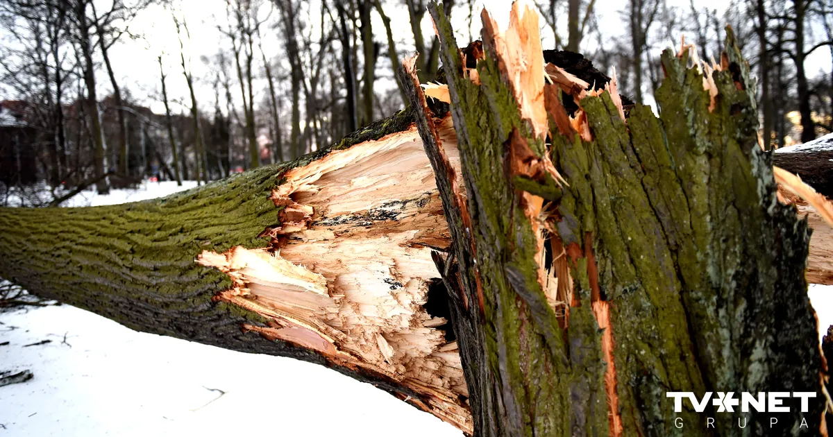 VUGD ceturtdien 18 reizes steiguši novākt vējā lūzušus kokus