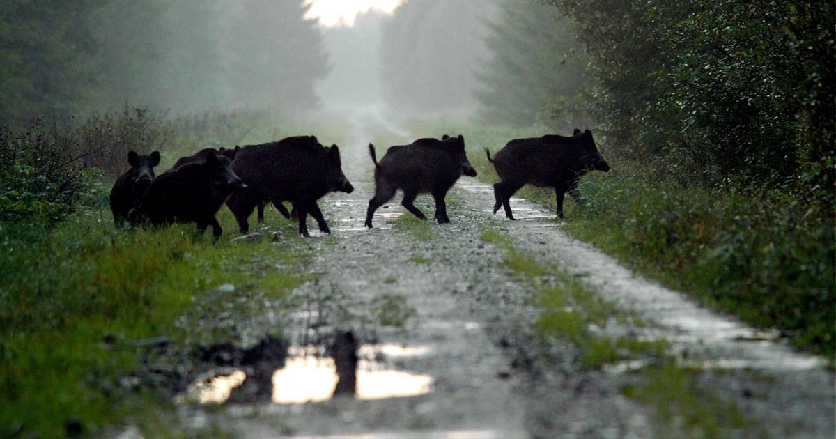 TEET SOORM - Postimees: Värsked uudised Eestist ja välismaalt