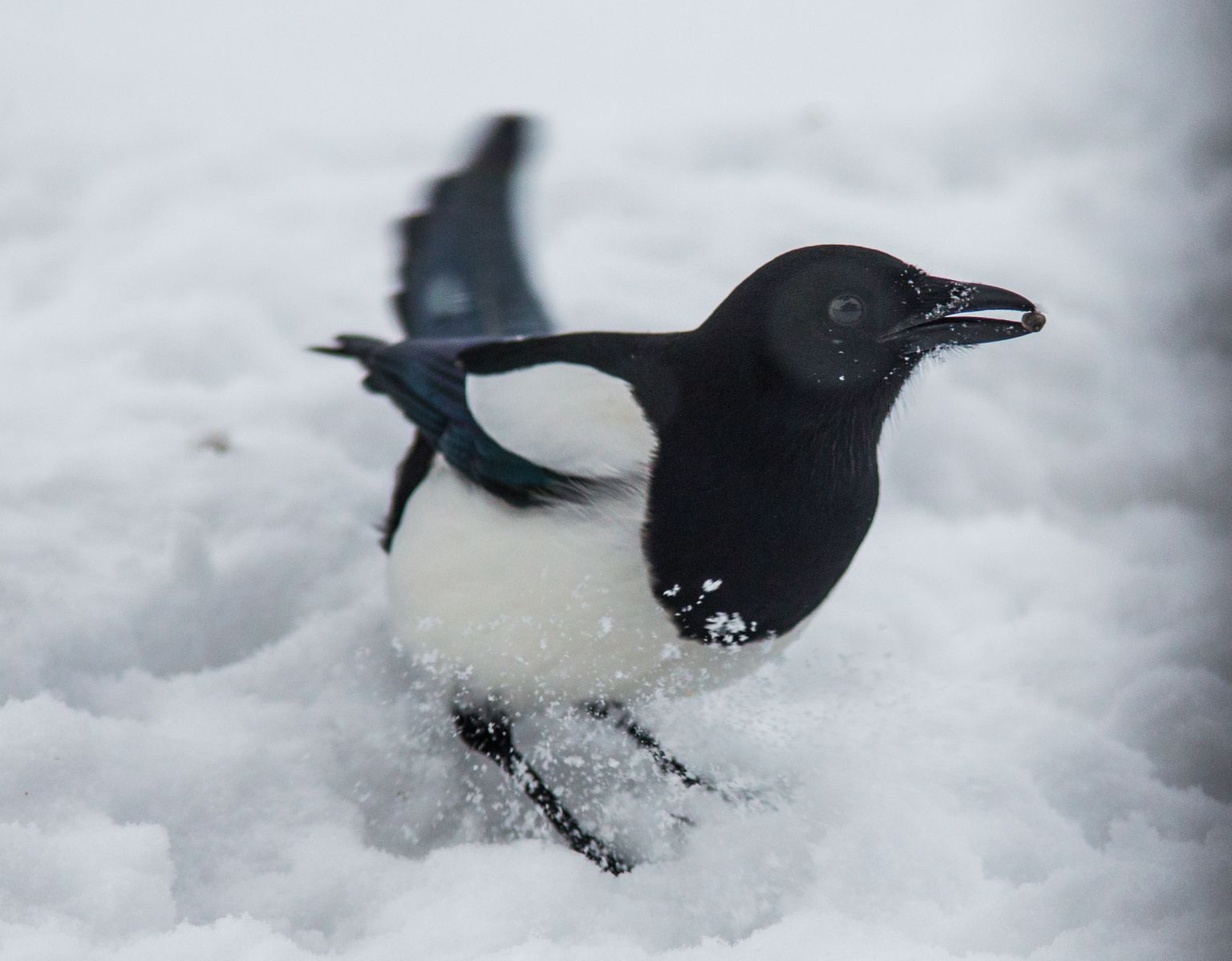 Kena, ent tülikas naaber