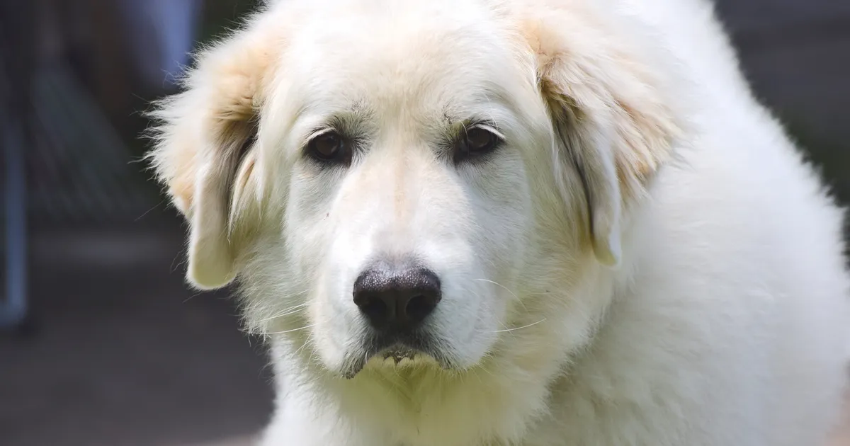 USKUMATULT VAPPER Koer tappis kaheksa ohtlikku kiskjat, et kaitsta oma ...