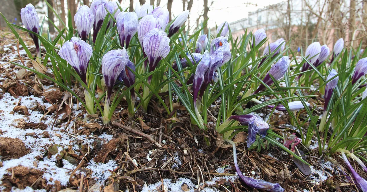 Lilled külmunud, linnud lahkuvad. Kuhu jäi loodetud kevad?