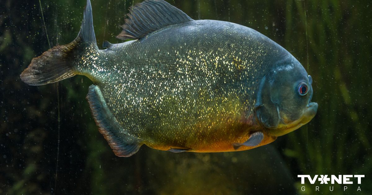 Asiņains atgadījums Brazīlijas kūrortā: tūristiem uzbrucis piraiju bars