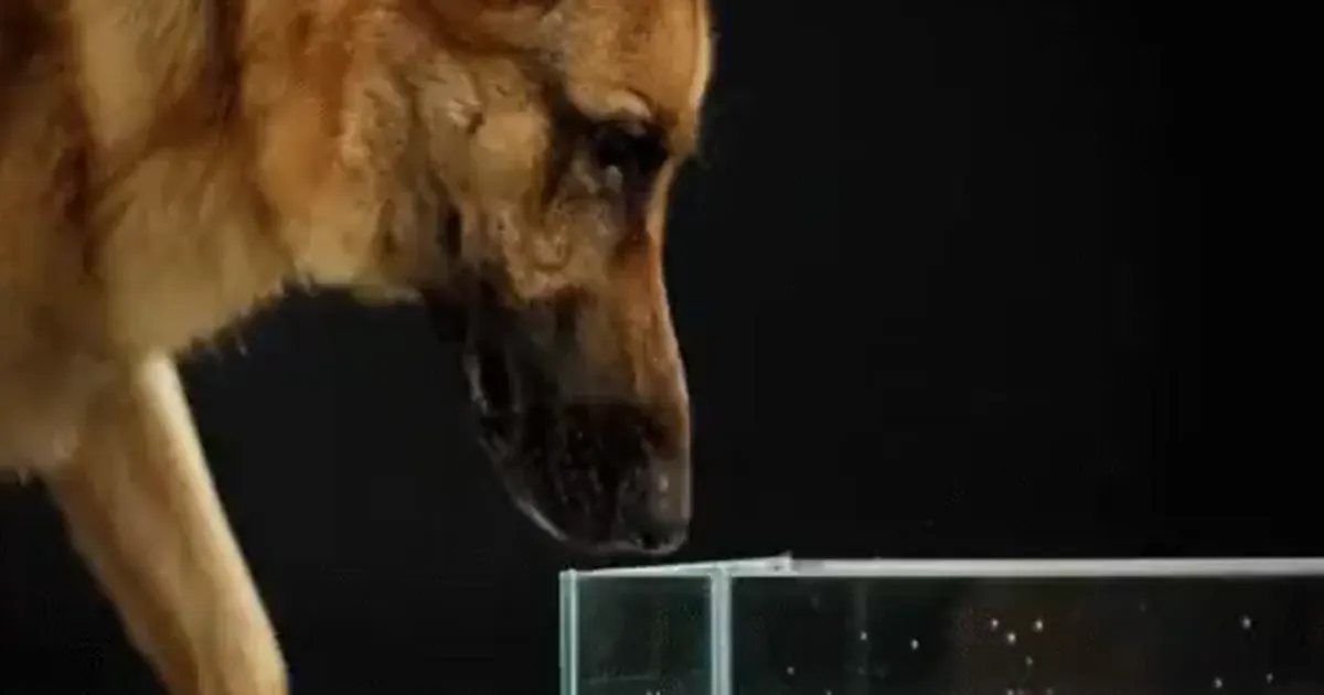 VIDEO Vaata, kuidas koerte keel vett lakkudes tegelikult töötab