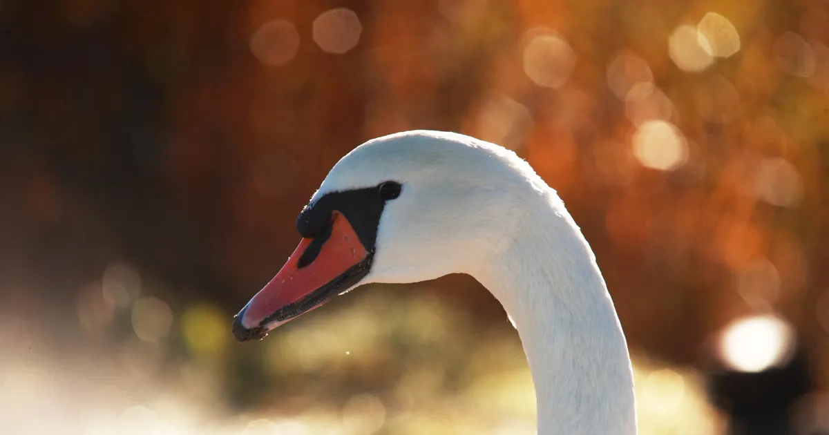 Tumm luik – Eesti suurim lind
