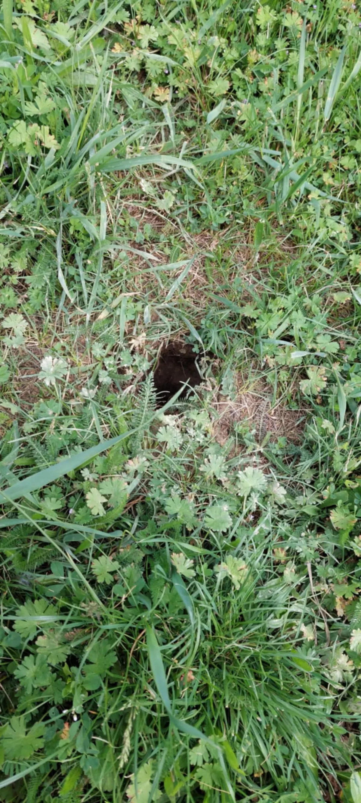 HARULDASED FOTOD Seda üliarmsat loomakest õnnestub vabas looduses ...