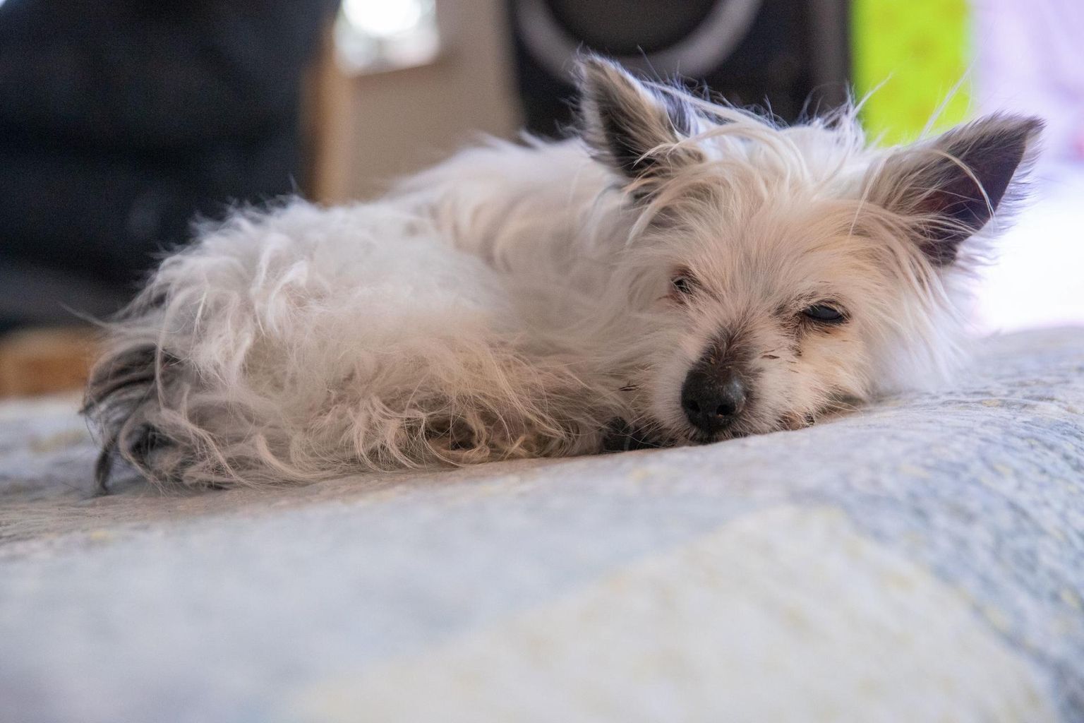 19-aastane Prantsuse krants sööb ainult kassitoitu