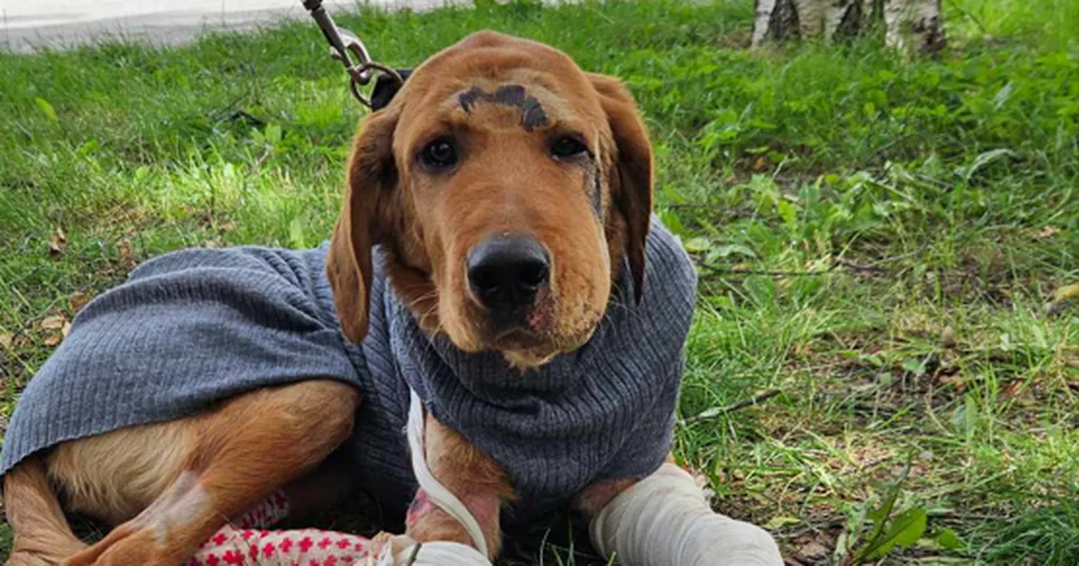 VIDEO Uskumatult tubli: auto taga lohisenud koer tegi esimesed sammud