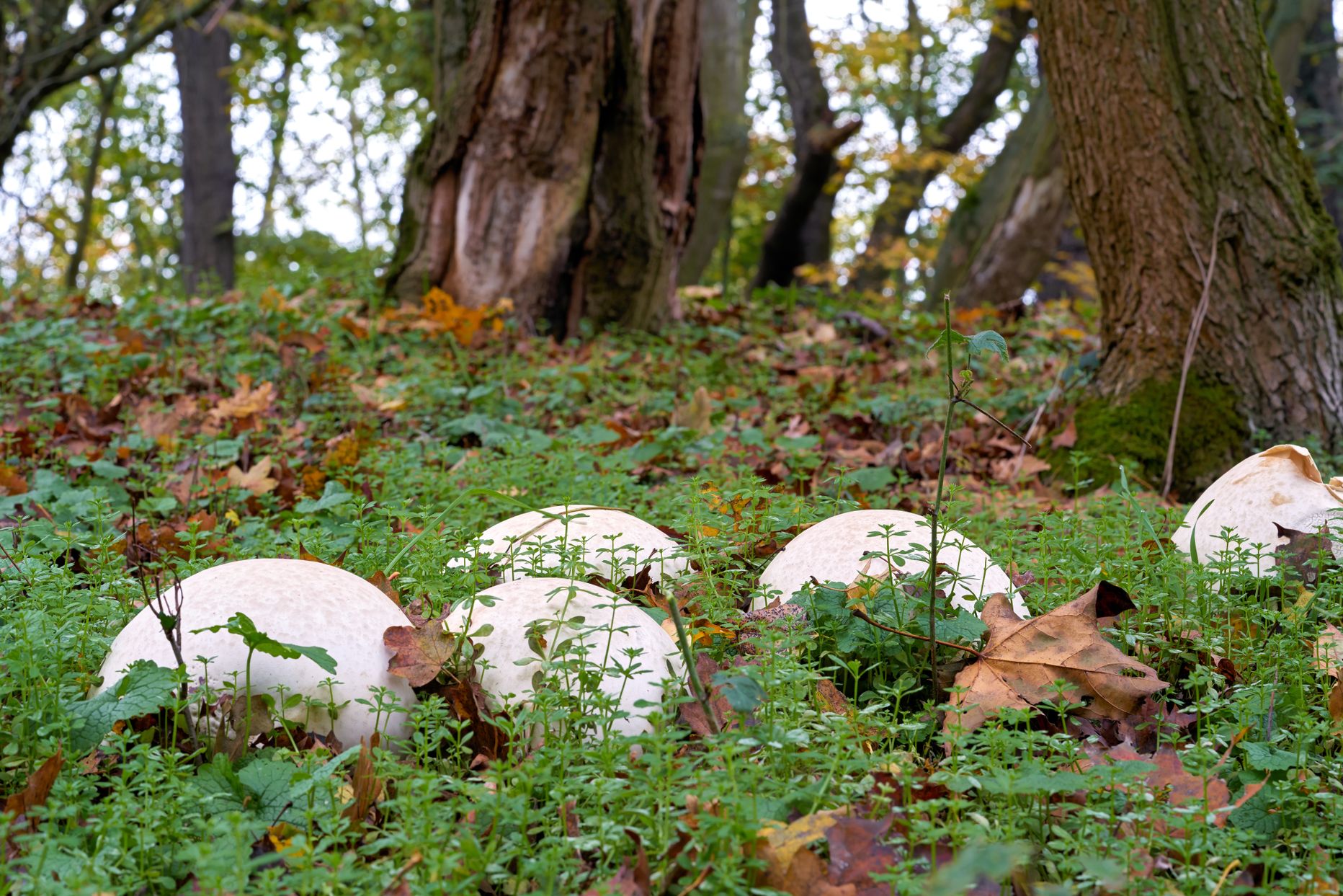 FOTO «Mõõtsime, kas tuleb uus Eesti rekord!» Harjumaa elaniku aias ...