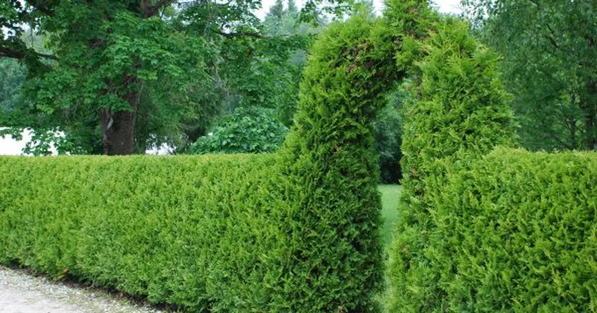 Kuidas hooldada igihaljaid puid ja põõsaid sügisel?