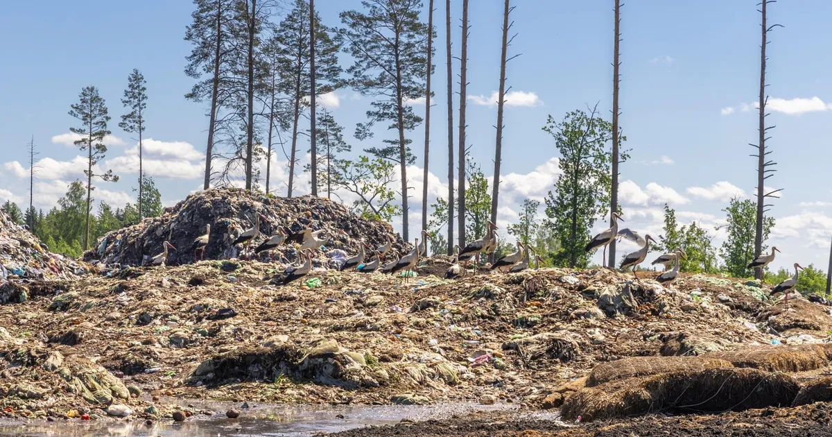 RAKVERE RAIBE Jäätmejaamas asusid tööle valge-toonekured