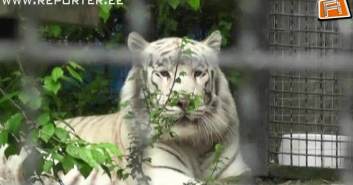 Jalta loomaaias sündisid valge Bengali tiigri kutsikad