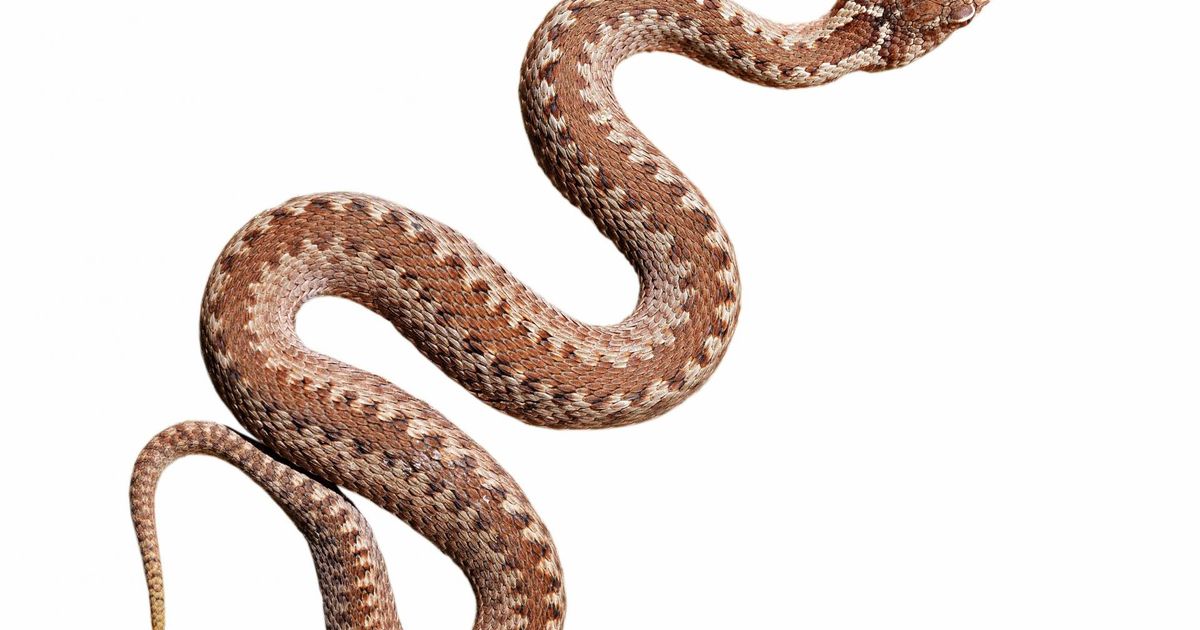 Rästik salvab ehmatajat