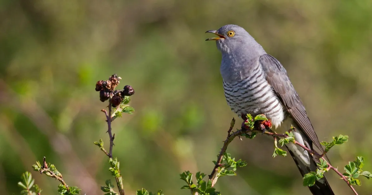 Aasta lind on endelinnuks peetud kägu
