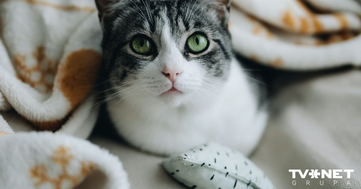 Trešdienas horoskops: 17. janvāris