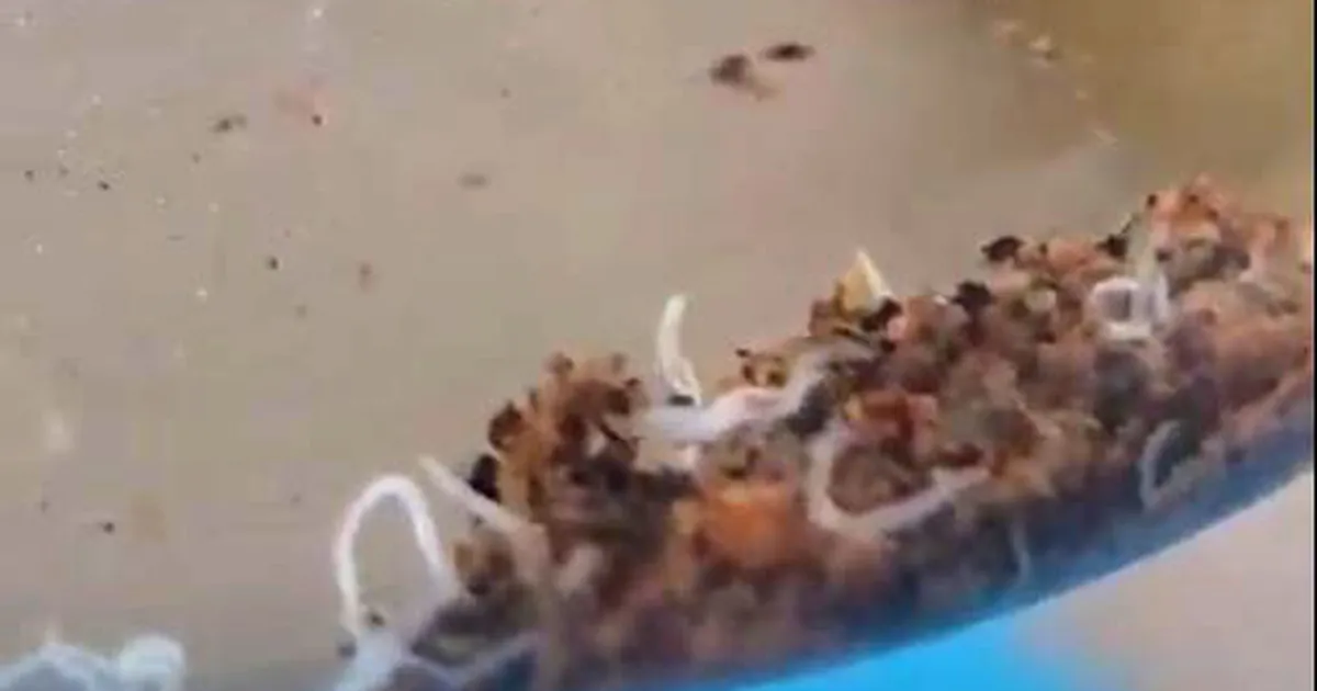 Sompas elutsevad kahe majapidamise veefiltrites taas ussid