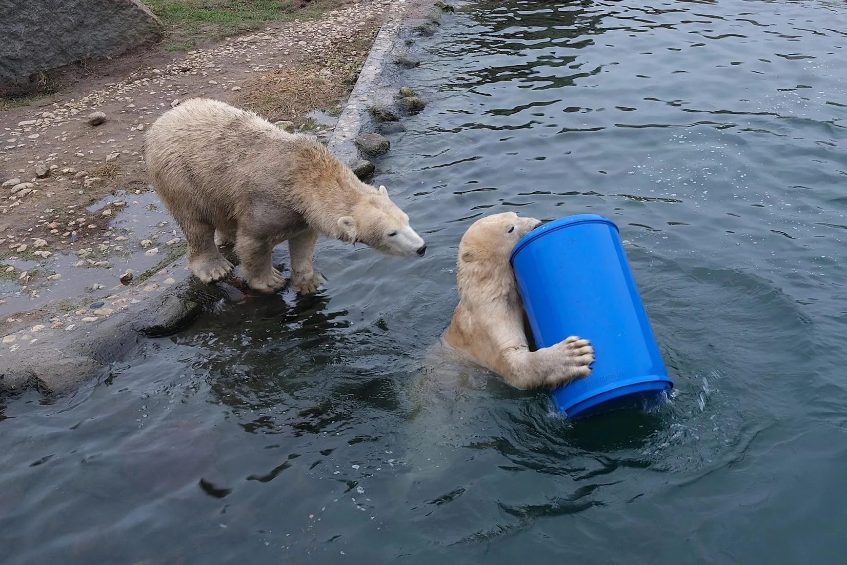 LOOMARIIK Jääkaruõed nõudsid kingitusi: «Kähku basseini!»