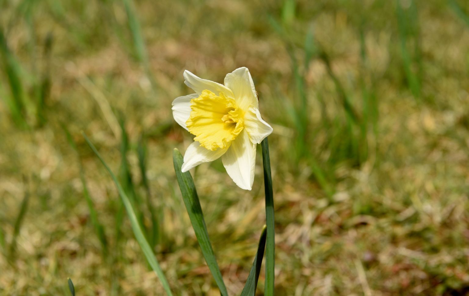 Ceturtdien Latvijā vietām nedaudz līs
