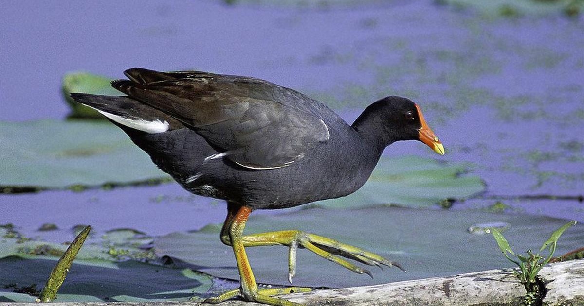 Kes lärmas Mõdrikul? Kes oli see šimpansi häälega lind?